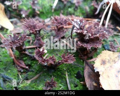 stinking earthfan (Thelephora palmata Stock Photo - Alamy