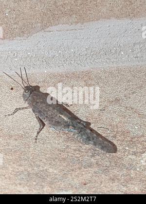 Desert Sand Grasshopper (Sphingonotus rubescens), Insecta, Tarmigt ...