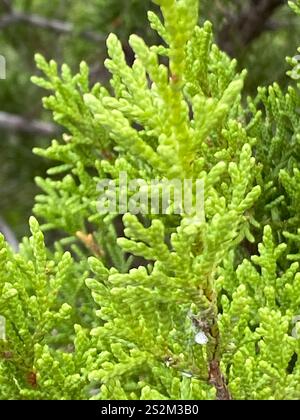 Ashe juniper (Juniperus ashei Stock Photo - Alamy