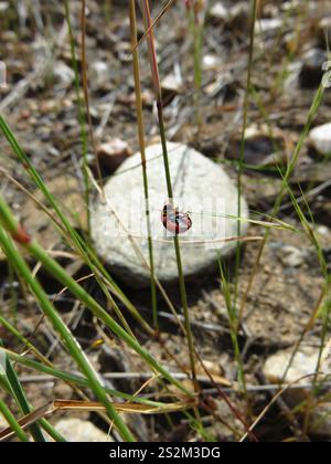 Lunate Lady Beetle (Cheilomenes lunata) 42, Sunbird Cres: On shrubs ...