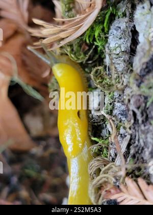 California Banana Slug (Ariolimax californicus Stock Photo - Alamy