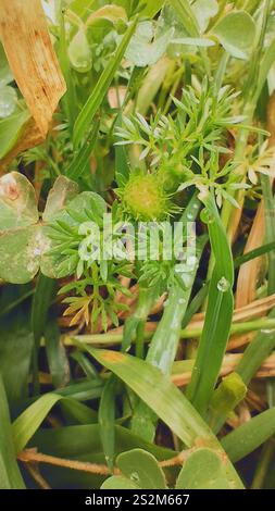 common soliva (Soliva sessilis Stock Photo - Alamy