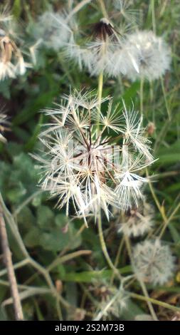 white flatweed (Hypochaeris albiflora Stock Photo - Alamy