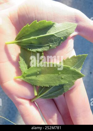 groundsel tree (Baccharis halimifolia Stock Photo - Alamy
