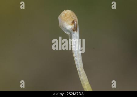 maritime quillwort (Isoetes maritima Stock Photo - Alamy