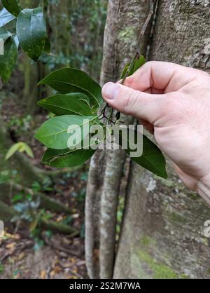 Domatia Tree (Endiandra discolor Stock Photo - Alamy