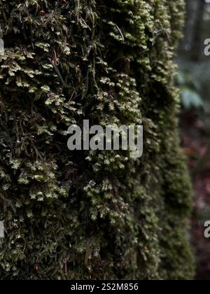 Yellow-ladle Liverwort (Scapania bolanderi) Plantae Stock Photo - Alamy