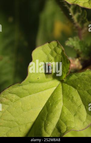 Black-horned Gem Fly (Microchrysa polita Stock Photo - Alamy