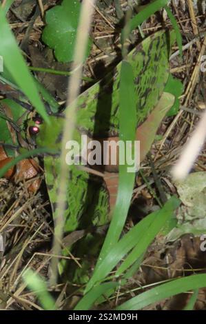 Puriri moth (Aenetus virescens Stock Photo - Alamy