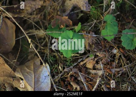 snow queen (Veronica regina-nivalis Stock Photo - Alamy