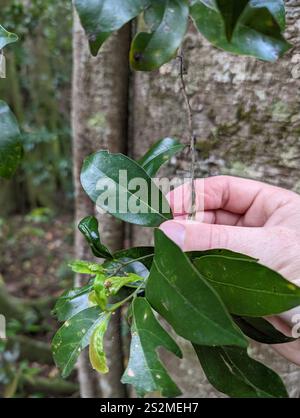 Domatia Tree (Endiandra discolor Stock Photo - Alamy