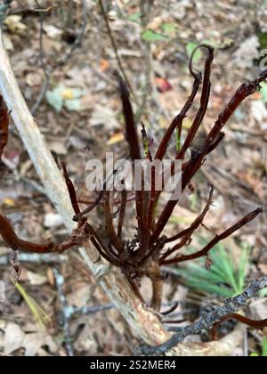 Huckleberry Broom Rust Fungus (Calyptospora columnaris Stock Photo - Alamy