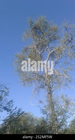 Common White Quebracho (Aspidosperma quebracho-blanco Stock Photo - Alamy
