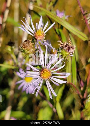 Pacific Aster (Symphyotrichum chilense Stock Photo - Alamy