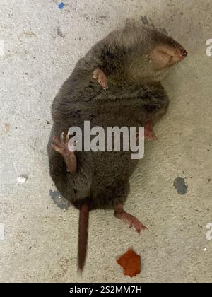 Short-tailed and Small-eared Shrews (Blarinini Stock Photo - Alamy