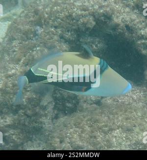 Wedgetail Triggerfish (Rhinecanthus rectangulus Stock Photo - Alamy