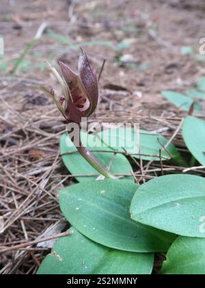 three-horned bird orchid (Chiloglottis triceratops Stock Photo - Alamy