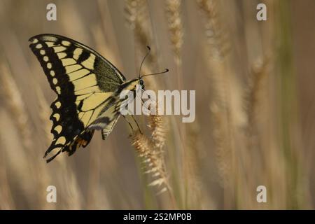 Oregon Swallowtail (Papilio bairdii oregonia Stock Photo - Alamy