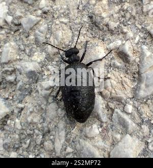 Rugged oil beetle (Meloe rugosus), walking on the ground, side view ...