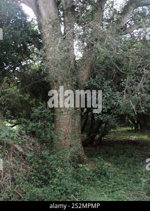 Pacara Earpod Tree (Enterolobium contortisiliquum), Plantae, Reserva ...