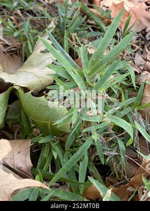 hairy rosette-panicgrass (Dichanthelium acuminatum), Plantae, United ...