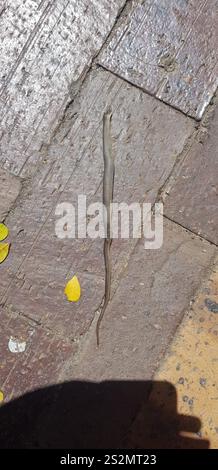Common Brown Water Snake (Lycodonomorphus rufulus Stock Photo - Alamy