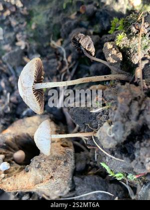 Maroon Brittlestem (Psathyrella bipellis Stock Photo - Alamy