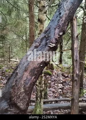 Blue Cheese Polypore (Cyanosporus caesius), Fungi, NW Arboretum Rd ...
