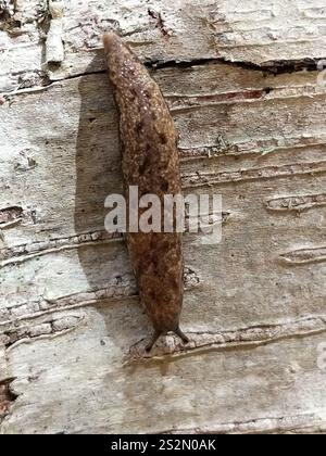 Changeable Mantleslug (Megapallifera mutabilis Stock Photo - Alamy