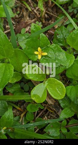 straggler daisy (Calyptocarpus vialis Stock Photo - Alamy