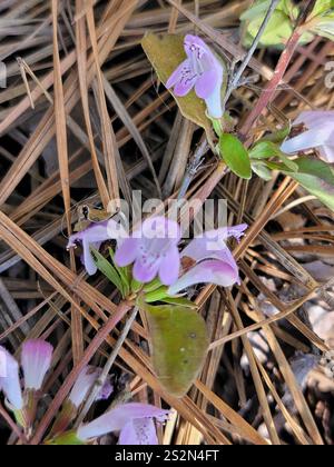 Georgia calamint (Clinopodium carolinianum Stock Photo - Alamy