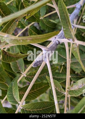 Little Walnut (Juglans microcarpa Stock Photo - Alamy