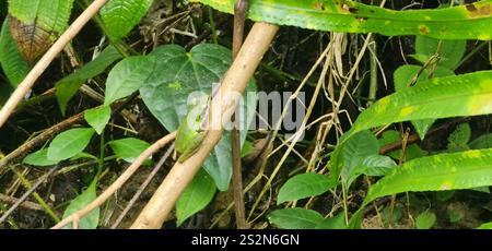 Malayan White-lipped Frog (Chalcorana labialis Stock Photo - Alamy