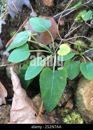 downy blue violet (Viola fimbriatula Stock Photo - Alamy