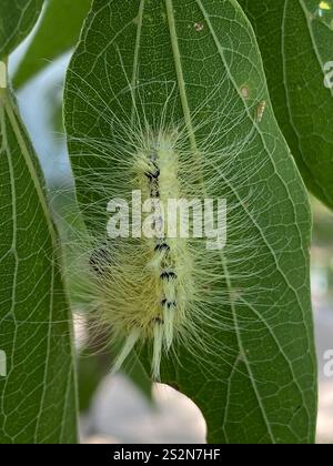 Hackberry Dagger (Acronicta rubricoma Stock Photo - Alamy