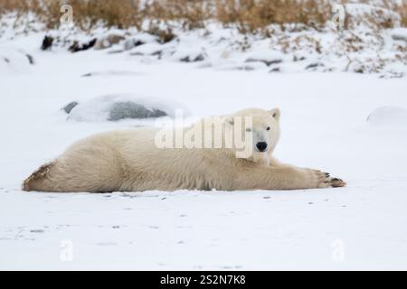 A young polar bear laying down and resting on snow covered ground hear ...