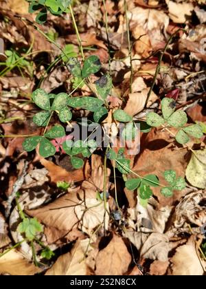eastern wild indigo (Baptisia tinctoria) Plantae Stock Photo - Alamy