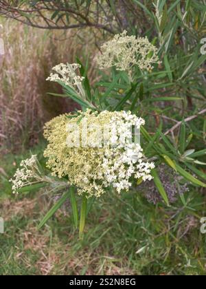False Olive (Buddleja saligna Stock Photo - Alamy