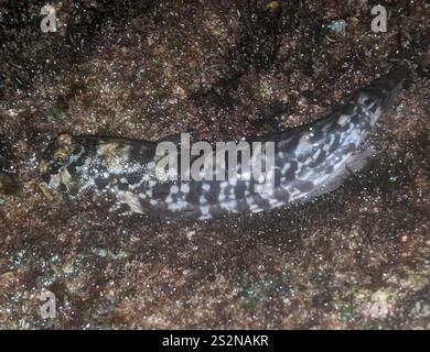 Seaweed Blenny (Entomacrodus marmoratus Stock Photo - Alamy