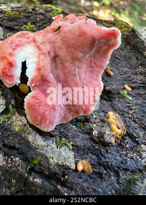 Coral-pink Merulius (Phlebia incarnata Stock Photo - Alamy
