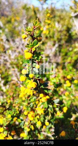 Magellan Barberry (Berberis microphylla Stock Photo - Alamy