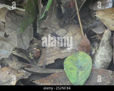 Spotted-thighed Poison Frog (Allobates femoralis) Amphibia Stock Photo ...