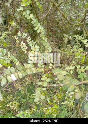 Small-leaved kowhai (Sophora microphylla) Plantae Stock Photo - Alamy