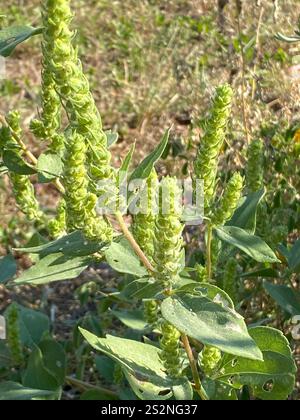Sumpweed (Iva annua Stock Photo - Alamy