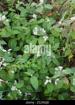 Lesser Knotweed (Koenigia campanulata Stock Photo - Alamy