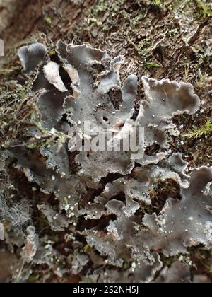 tree pelt lichen (Peltigera collina Stock Photo - Alamy