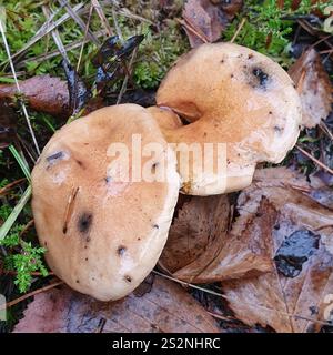 Bovine Jack (Suillus bovinus Stock Photo - Alamy