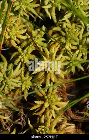 Papillose Peatmoss (Sphagnum papillosum Stock Photo - Alamy