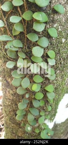 Rock Felt Fern (Pyrrosia rupestris Stock Photo - Alamy