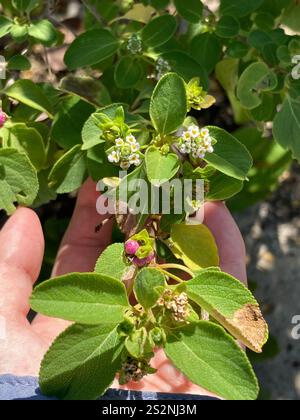 Button Sage (Lantana involucrata Stock Photo - Alamy